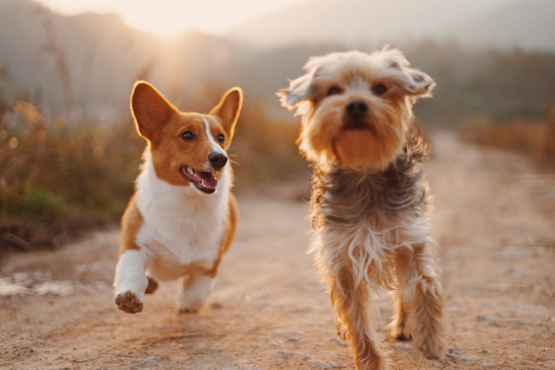 To Live A Dog s Life IMD MBA Blog